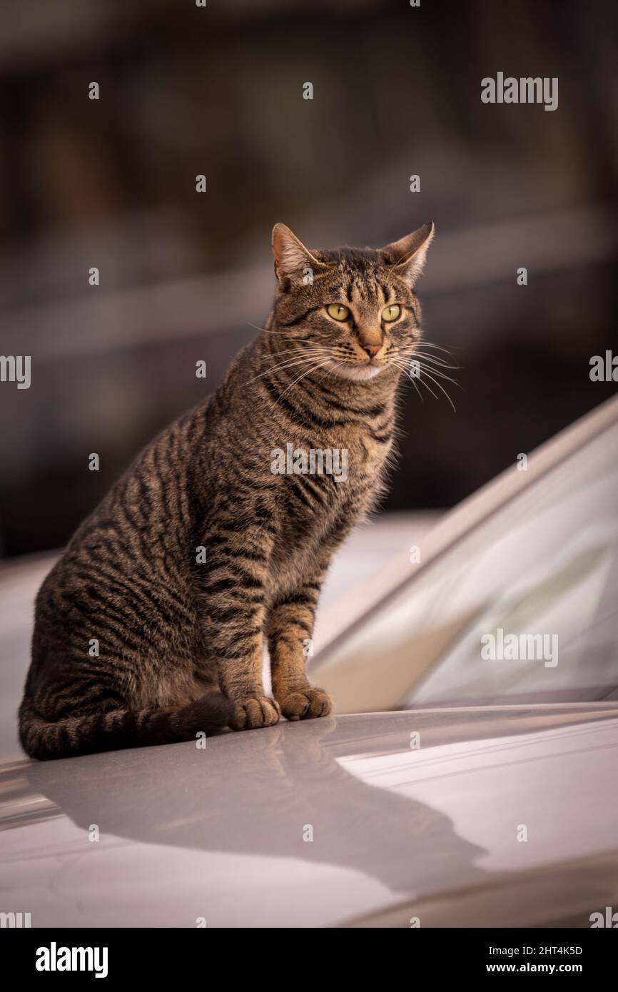 Selective focus portrait of a gray striped cat Stock Photo - Alamy