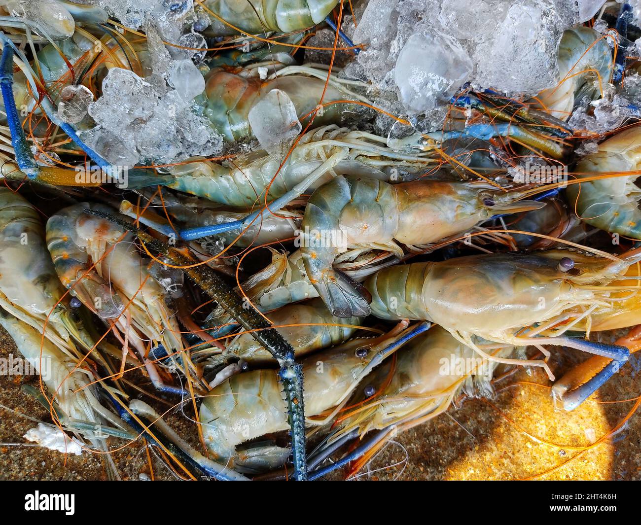 Closeup of the bunch of whiteleg shrimps with ice Stock Photo - Alamy