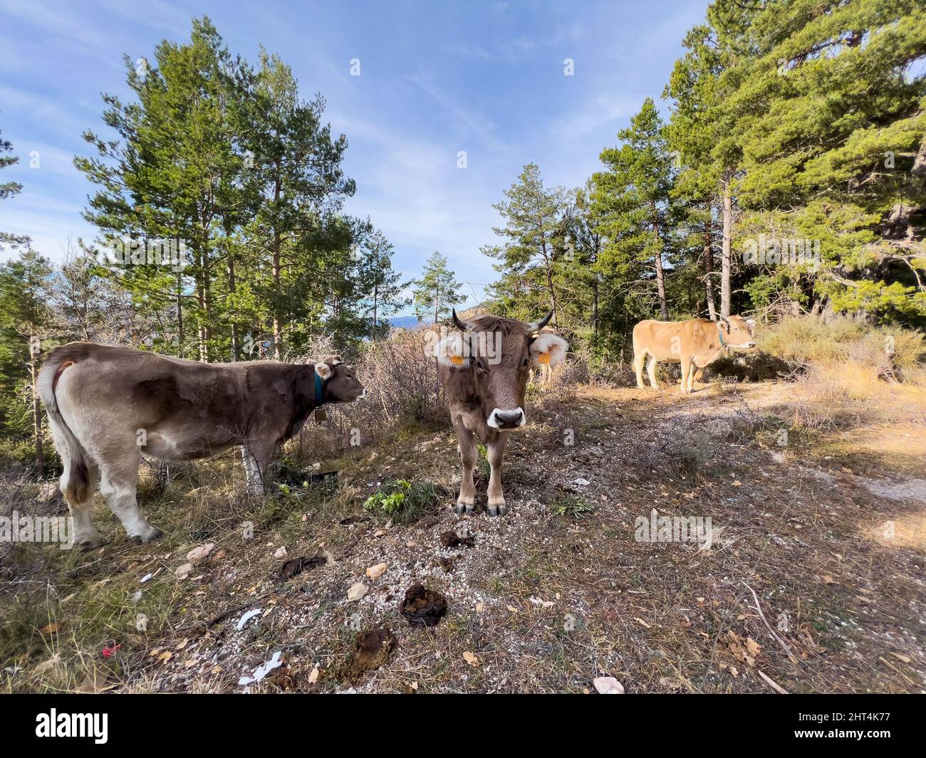 Group of cows pasturing in the farmland Stock Photo - Alamy