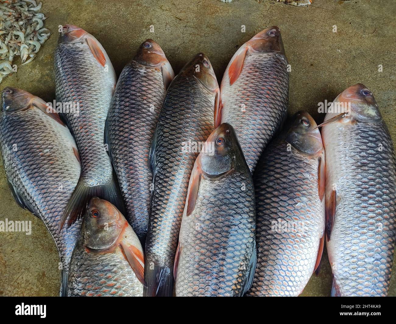 Closeup shot of fishes in a fishmarket Stock Photo - Alamy