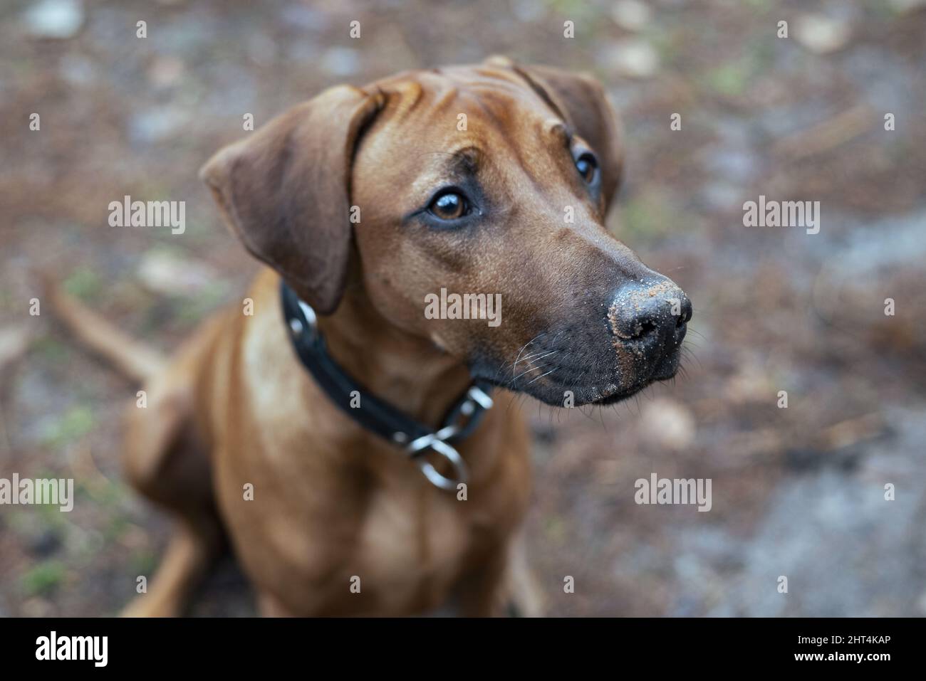 Rhodesian ridgeback with collar in the forest Stock Photo - Alamy