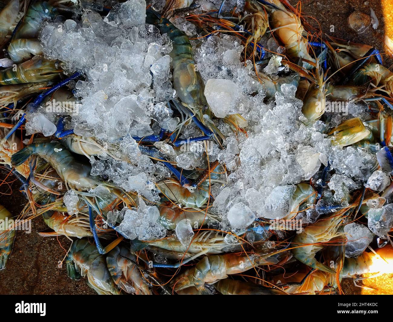 Closeup of the bunch of whiteleg shrimps with ice Stock Photo - Alamy