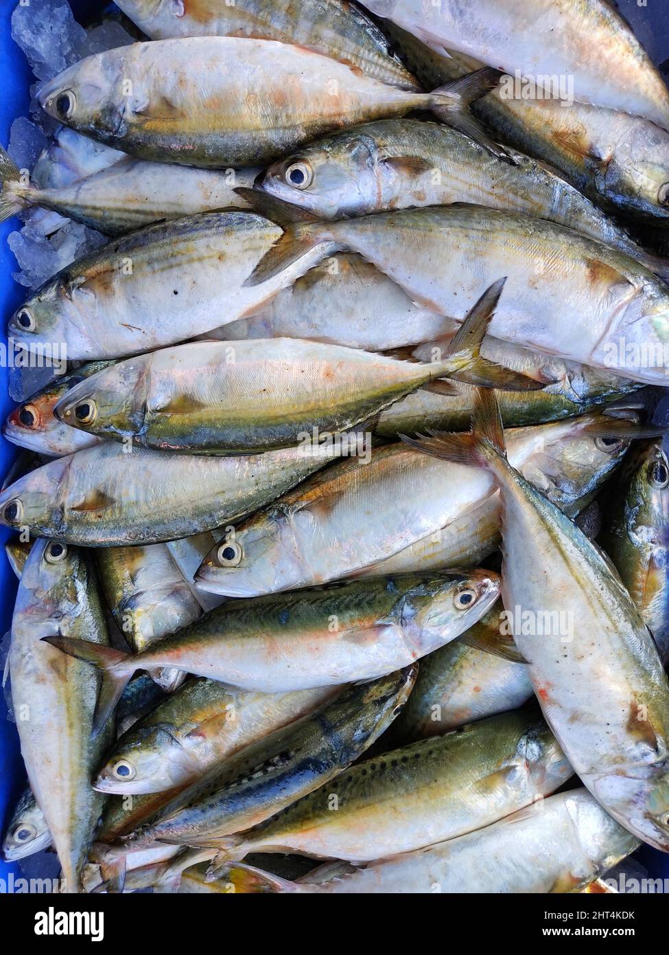 A vertical shot of fishes in a fishmarket Stock Photo - Alamy