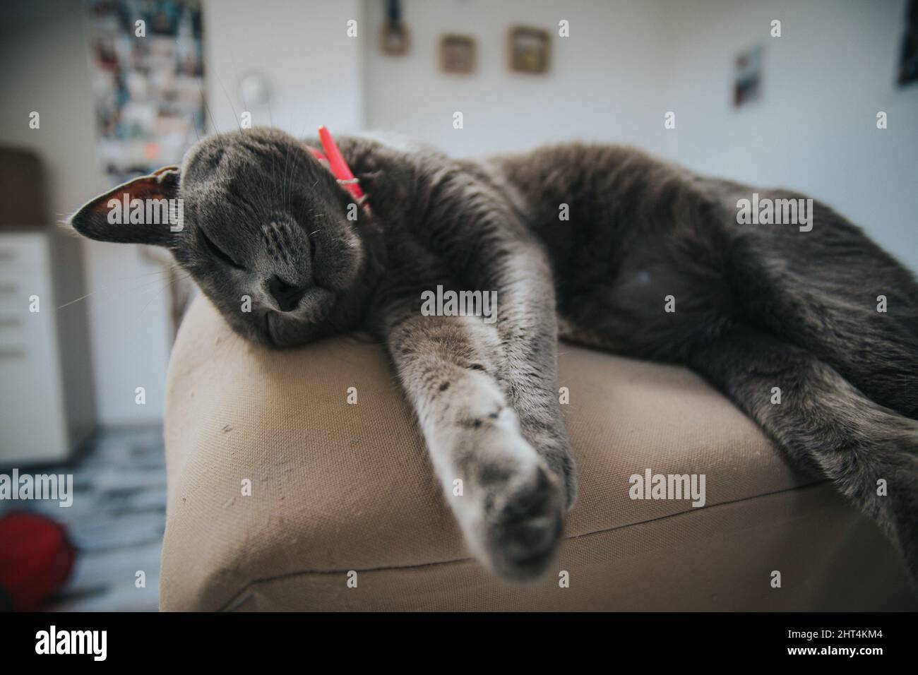 Closeup of a fluffy cute cat Stock Photo - Alamy