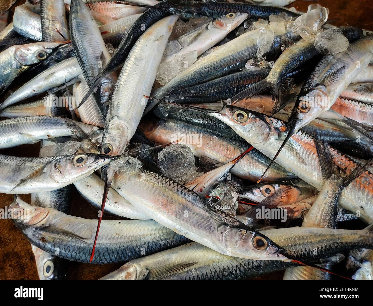 Closeup of the bunch of garfish with ice Stock Photo - Alamy