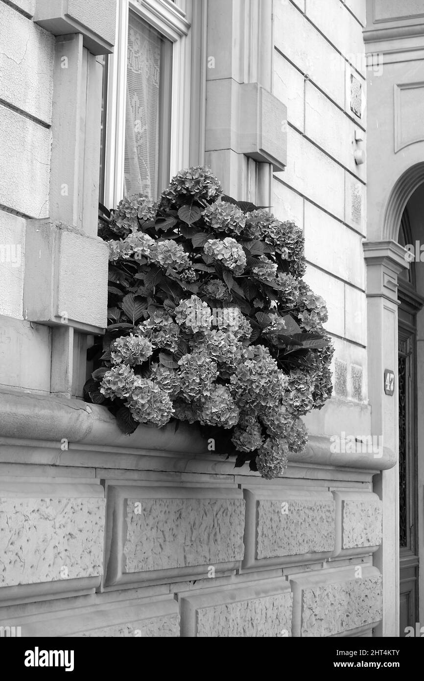 Grayscale of a lush floral decoration in front of the window of a large ...