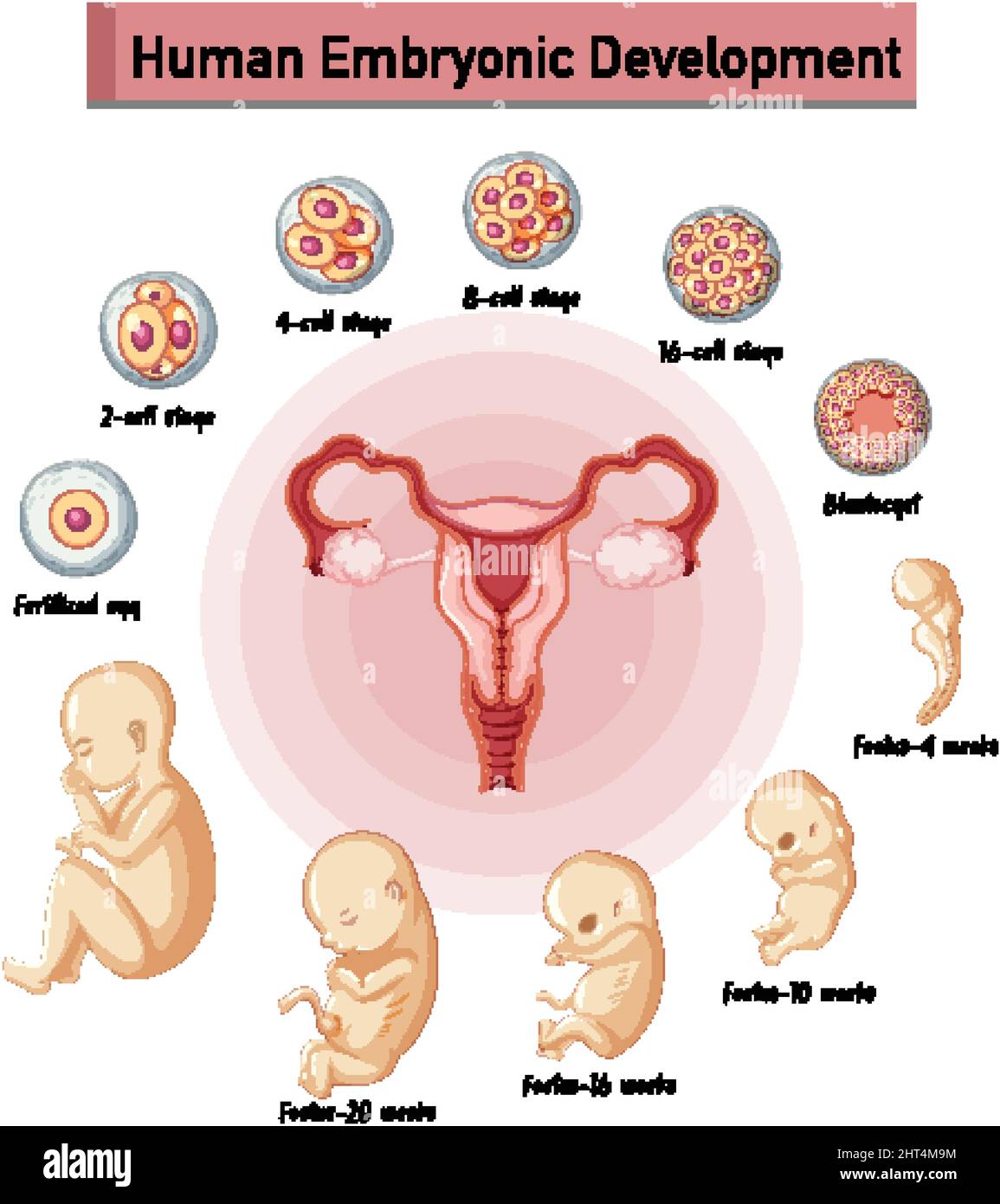 Human Embryonic Development In Human Infographic Illustration Stock