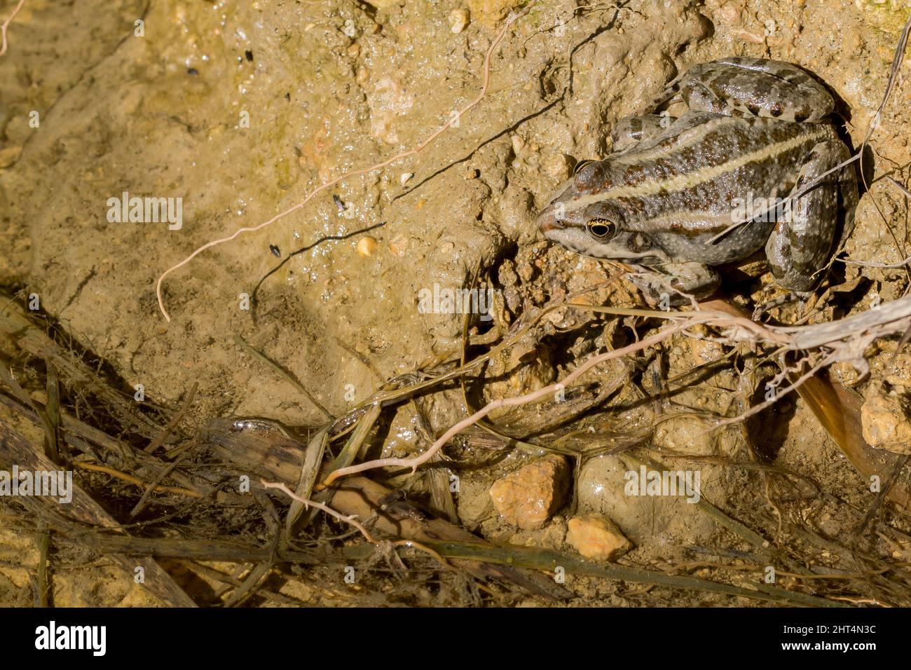 Endemic malta wildlife hi-res stock photography and images - Alamy