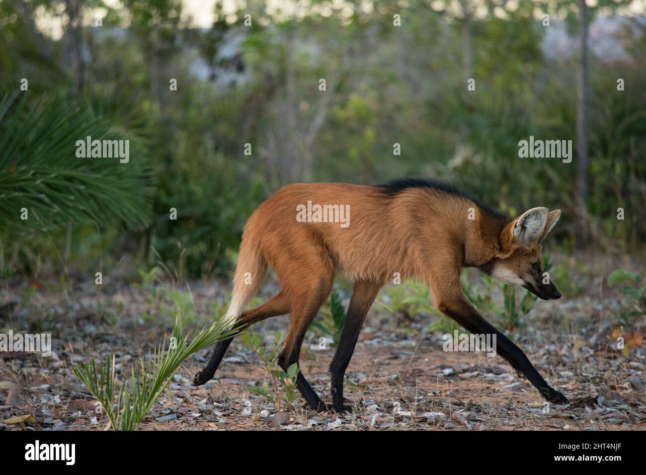 Maned wolf (Chrysocyon brachyurus), walking on a trail. Cerrado, Brazil ...