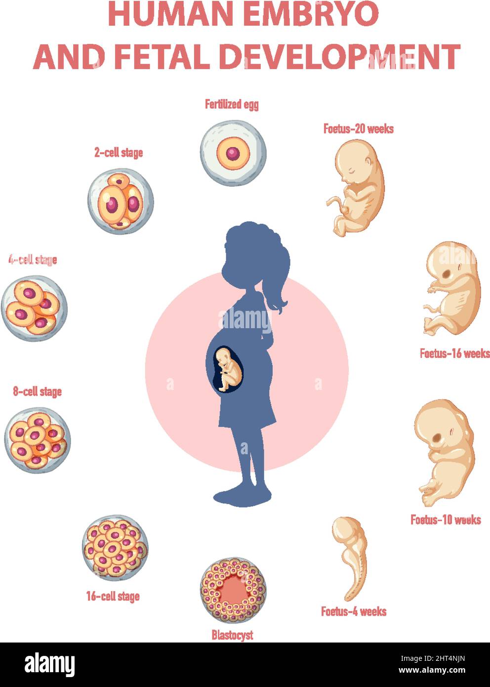 Human embryonic development in human infographic illustration Stock ...