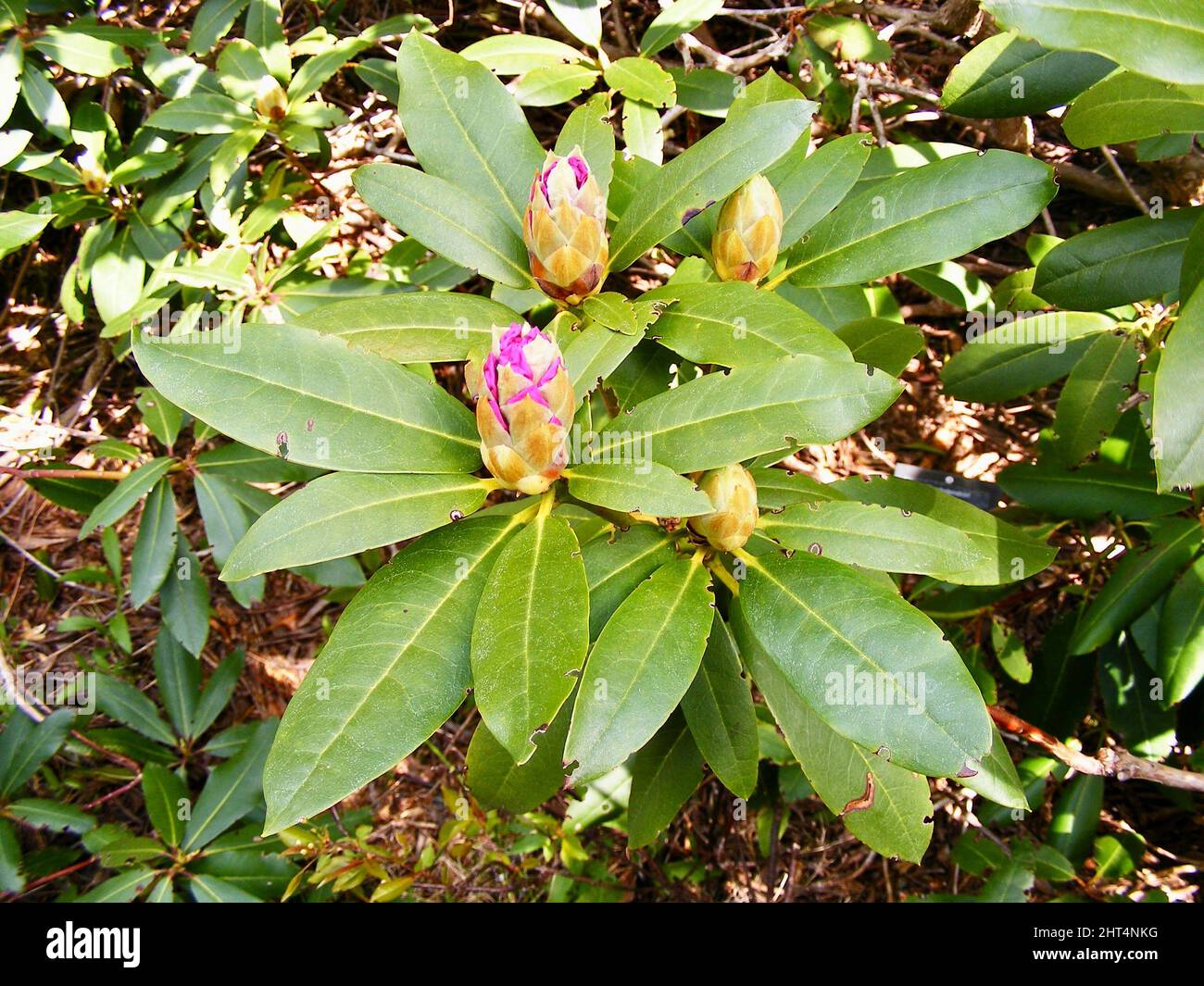 Group of large leafy plants at Pippy Park during Spring Stock Photo - Alamy