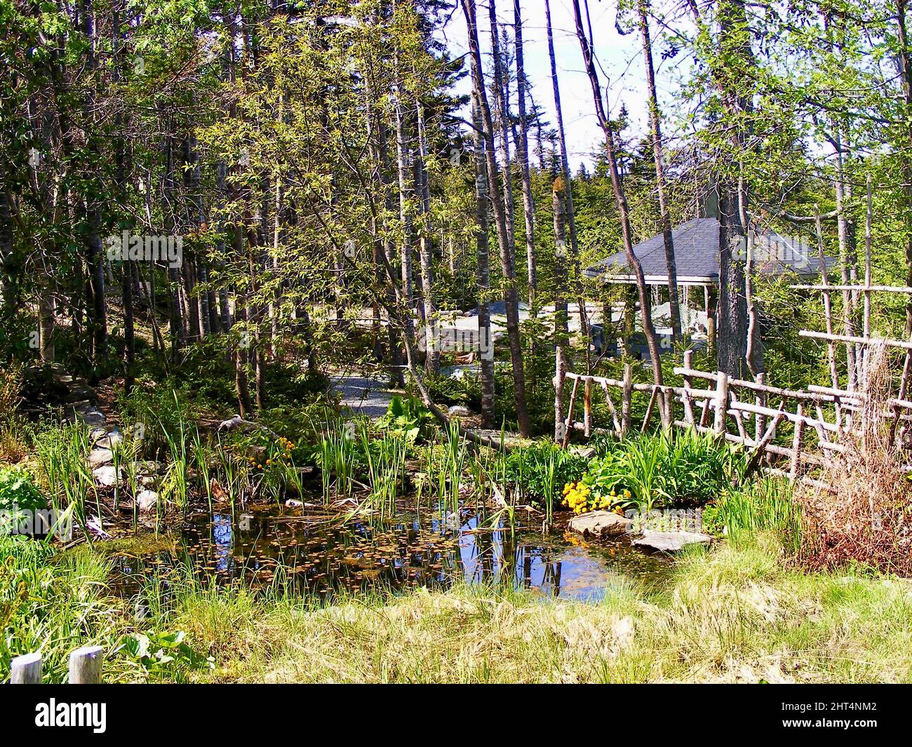 Small pond along walking path at Pippy Park during Spring Stock Photo ...