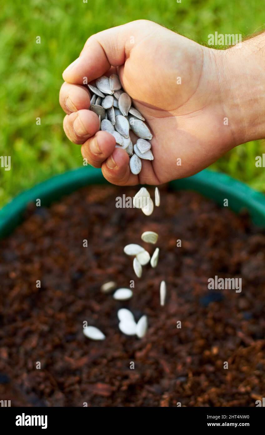 Potting plants. Shot of a hand dropping seeds into potted soil Stock ...