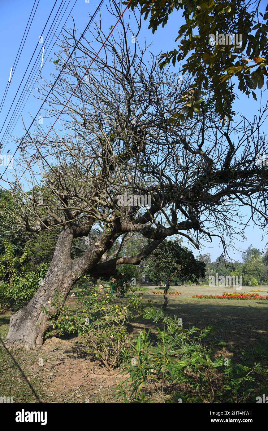 Sausage tree or Kigelia africana. Jagadish Kanan. The old fairground ...