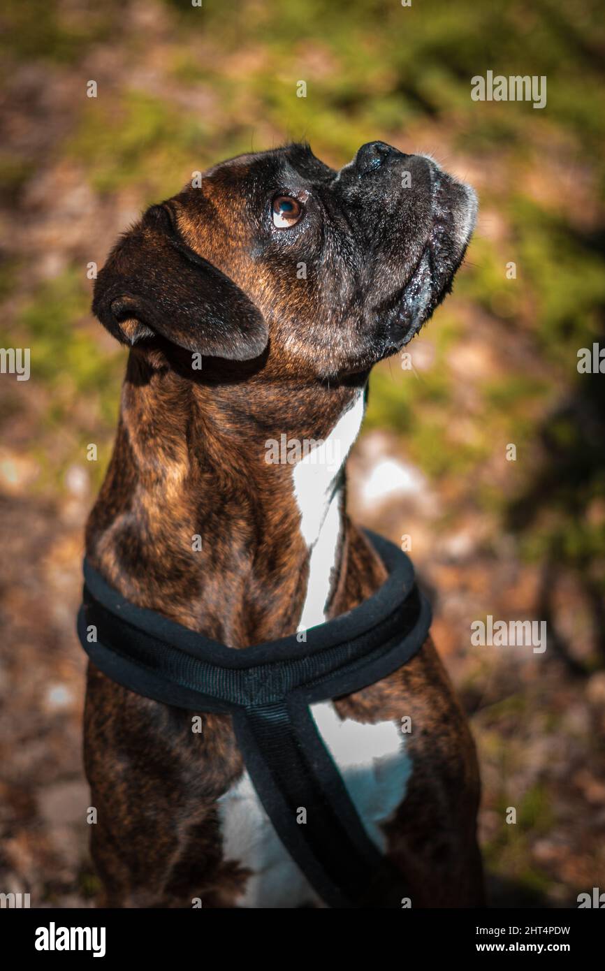 Closeup of a cute purebred dog Stock Photo - Alamy