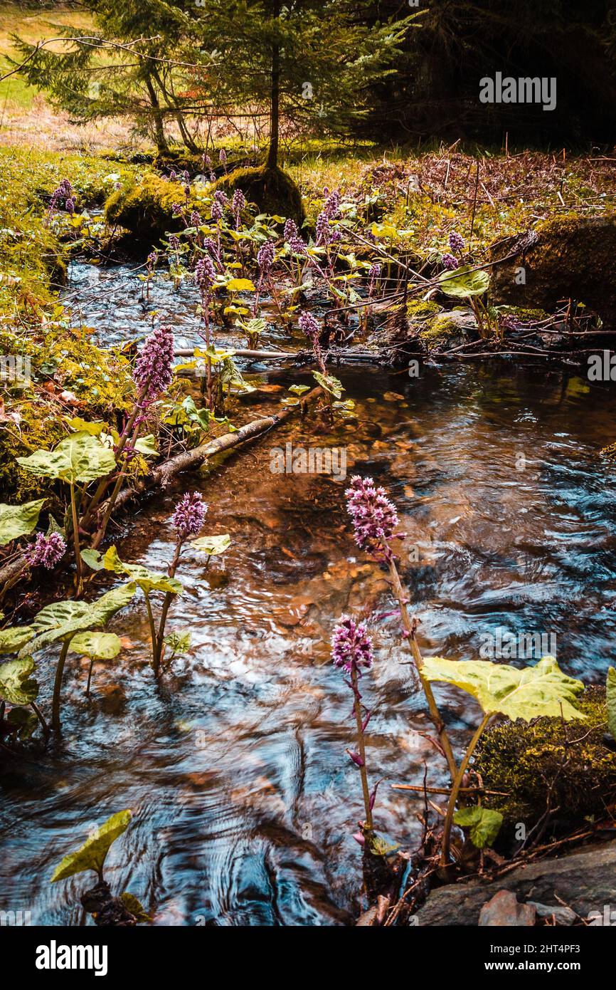 Closeup of river surrounded with purple flowers and grass Stock Photo ...