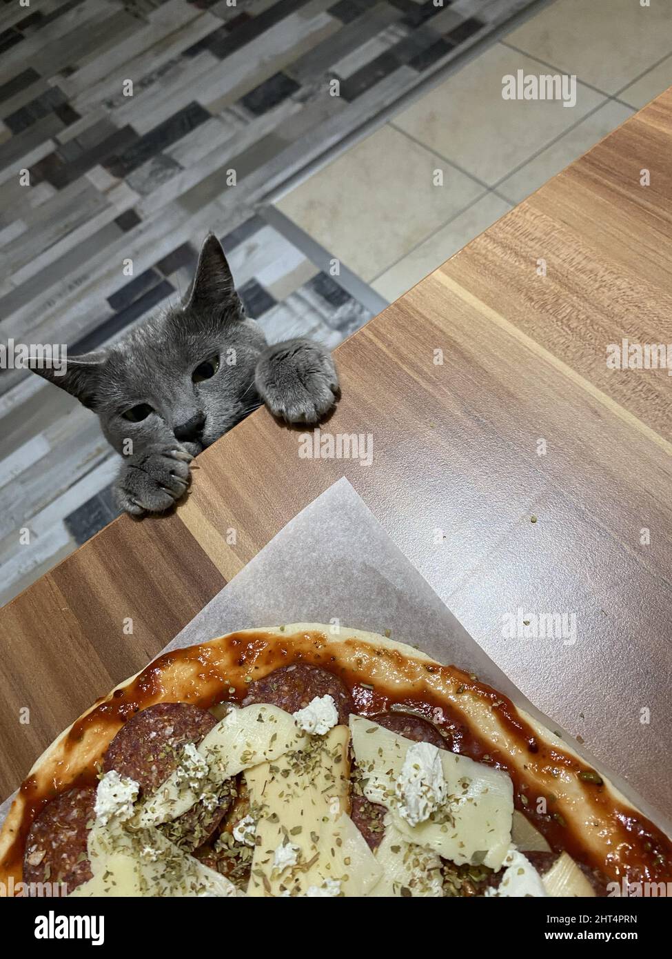Closeup of a fluffy cute cat trying to reach the food Stock Photo - Alamy