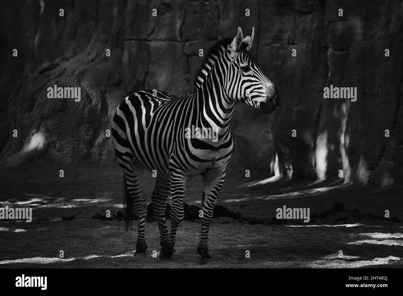 Grayscale shot of a zebra standing alone Stock Photo - Alamy