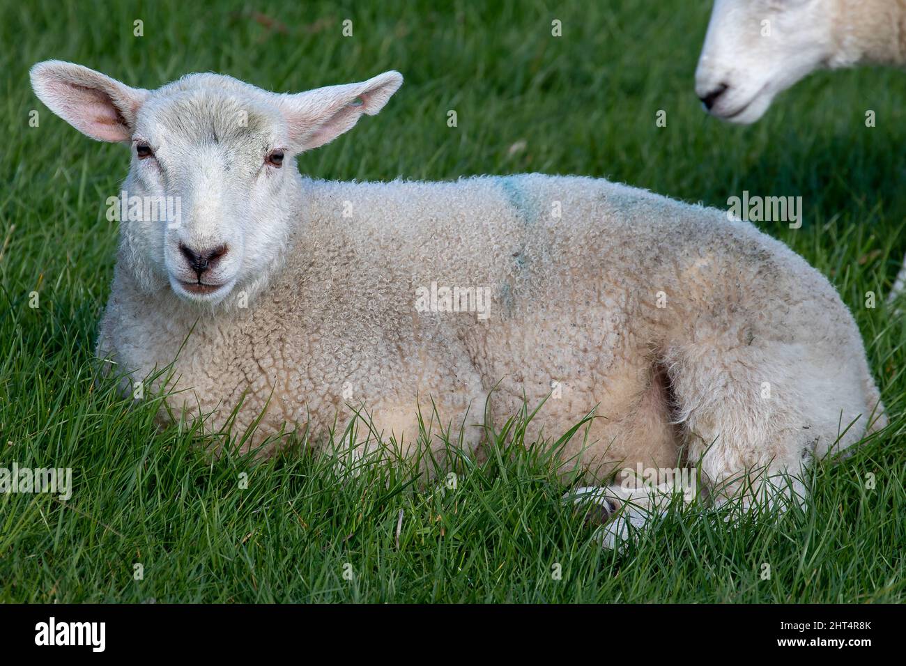 Cute goat lying on hi-res stock photography and images - Alamy