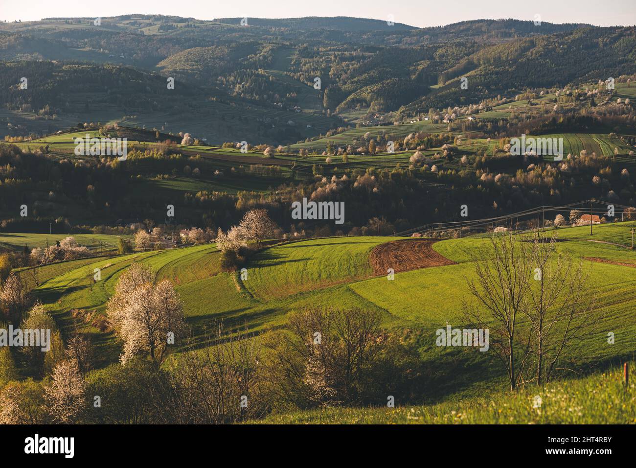 Beautiful sunrise view in spring in the full bloom of cherry trees in ...
