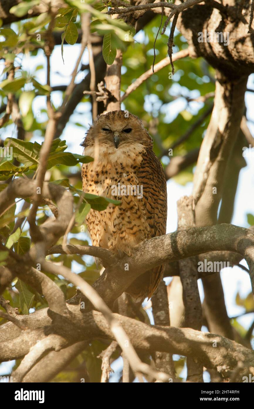 Moremi wildlife rese hi-res stock photography and images - Alamy