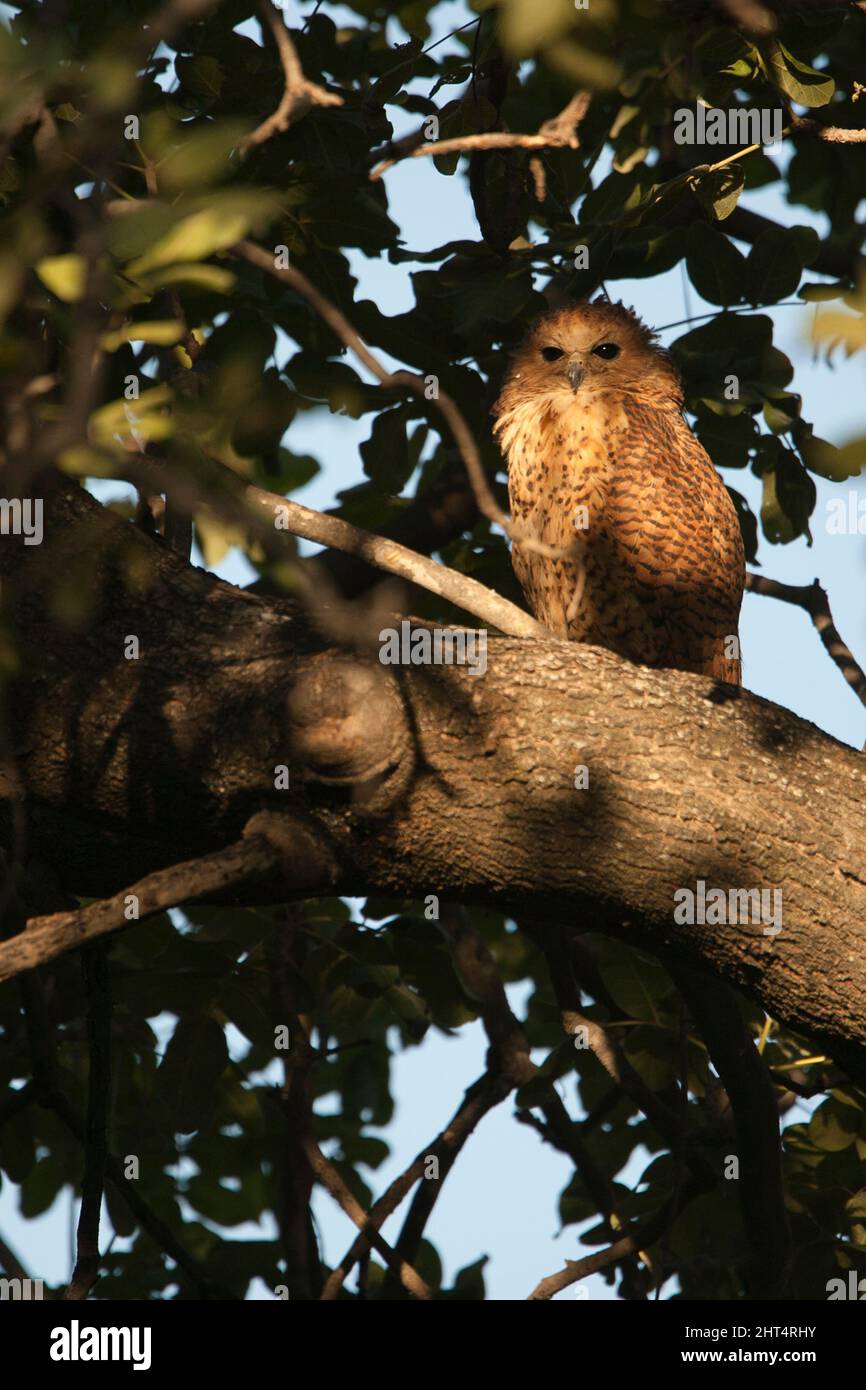 Pel’s fishing-owl (Scotopelia peli), roosting. One of the largest owls ...