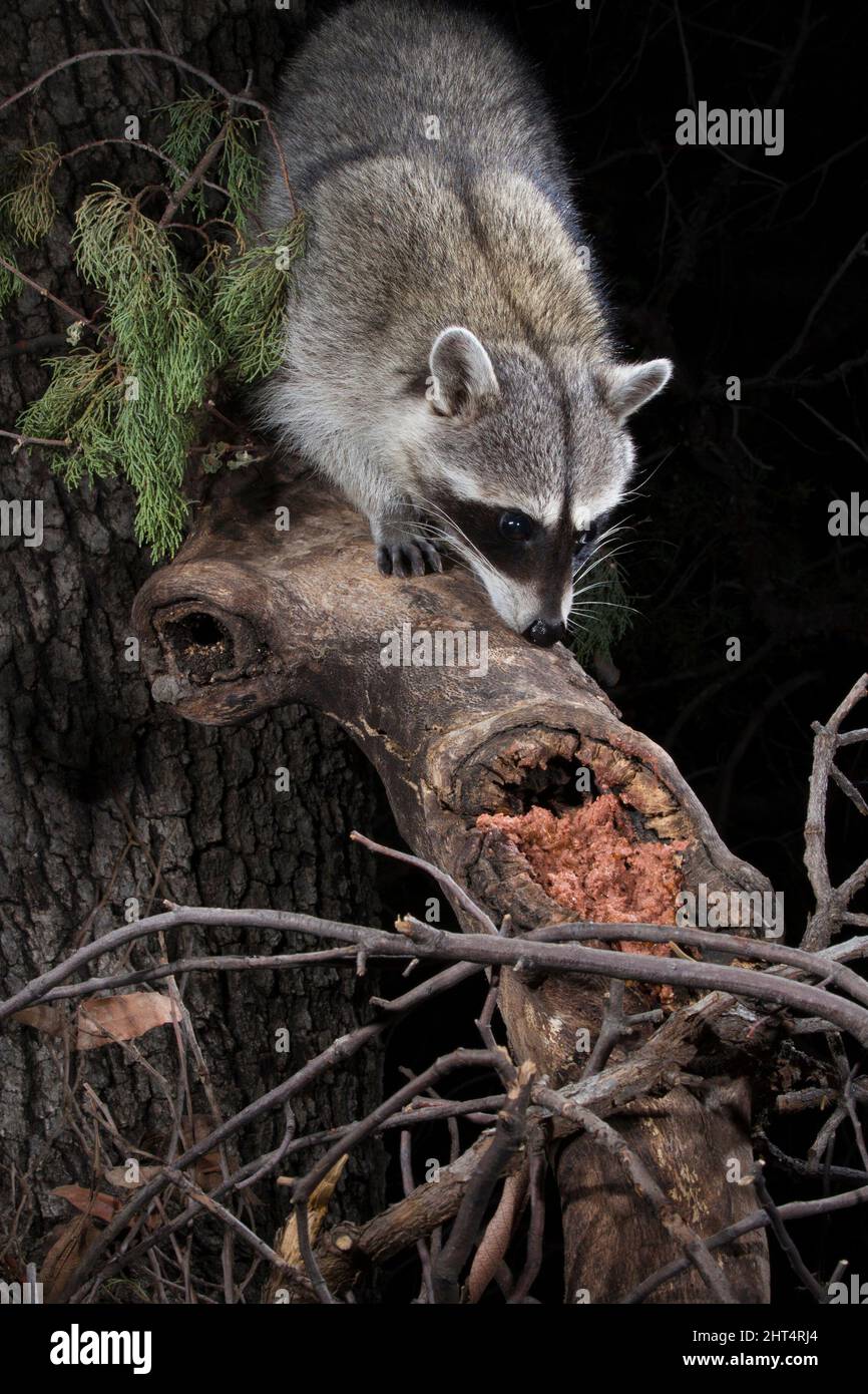 Northern raccoon (Procyon lotor), at night. Madera Canyon, Arizona, USA ...