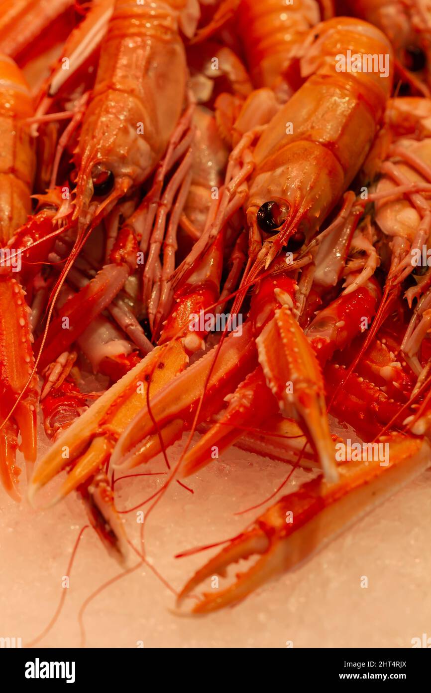 Nephrops norvegicus underwater hi-res stock photography and images - Alamy