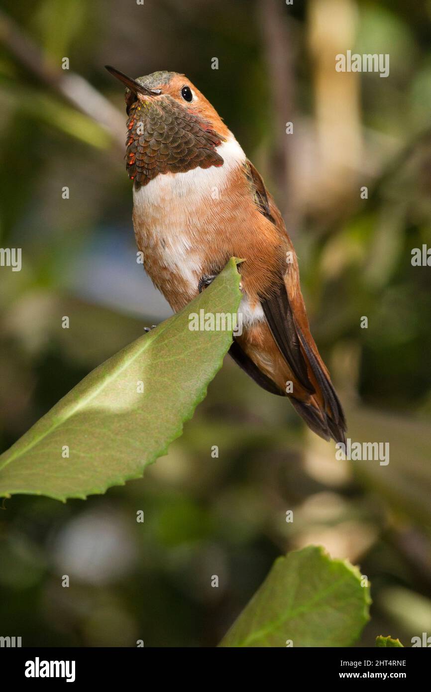 Madera joe hi-res stock photography and images - Alamy