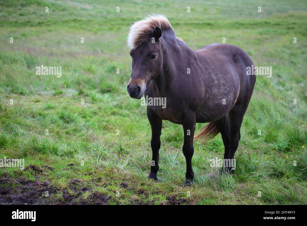 Islandpferd / Icelandic horse / Equus ferus caballus Stock Photo - Alamy