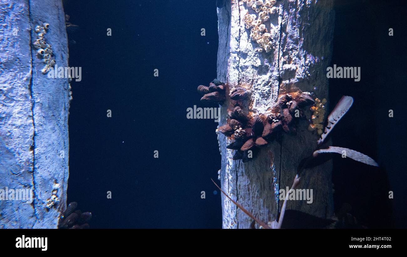 View of Barnacles on dock piers in Waikiki Aquarium, Oahu, Hawaii Stock ...