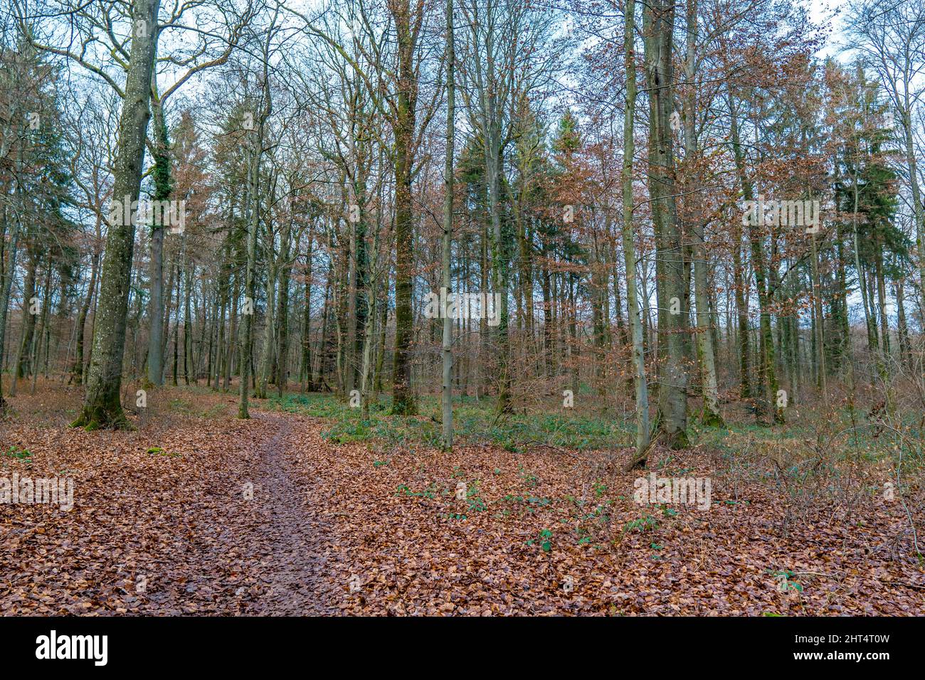Beautiful view of a forest with large trees Stock Photo - Alamy