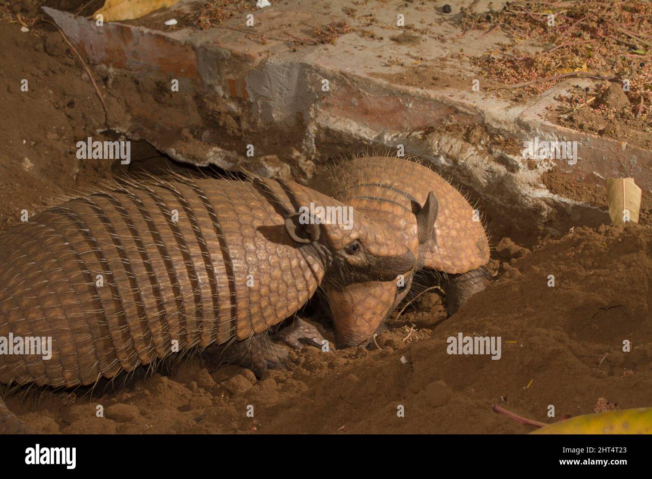 Armadillos leprosy hi-res stock photography and images - Alamy