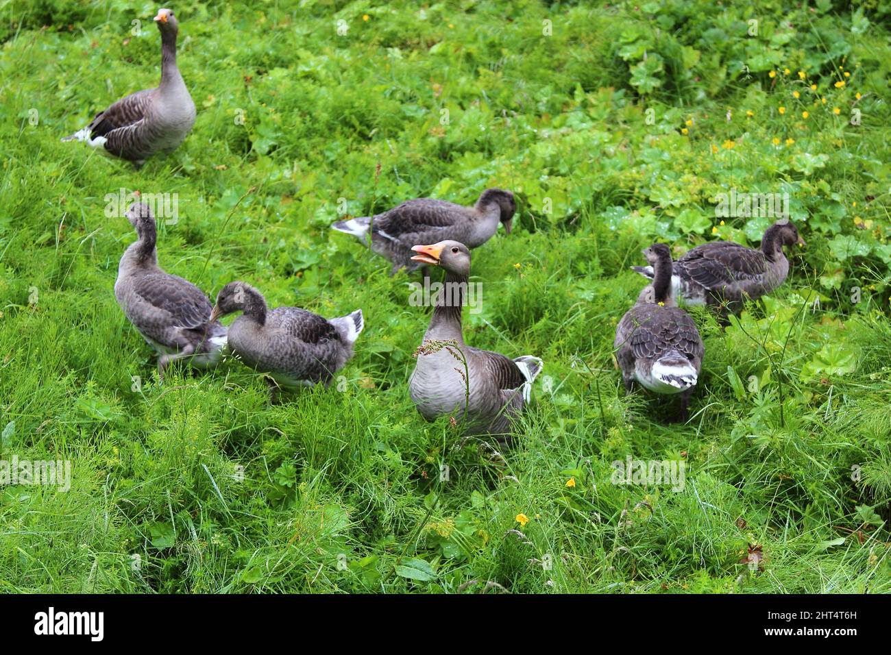 Graugans / Greylag Goose / Anser anser Stock Photo - Alamy
