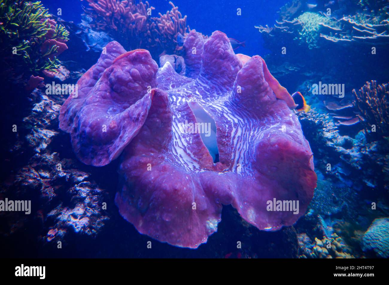 Giant Clam mollusk in a big aquarium in Waikiki, Oahu, Hawaii Stock ...