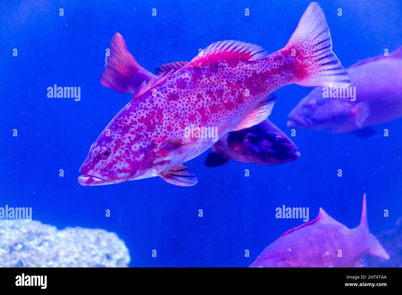 Red Snapper fish swimming in an aquarium in Waikiki, Oahu, Hawaii Stock ...