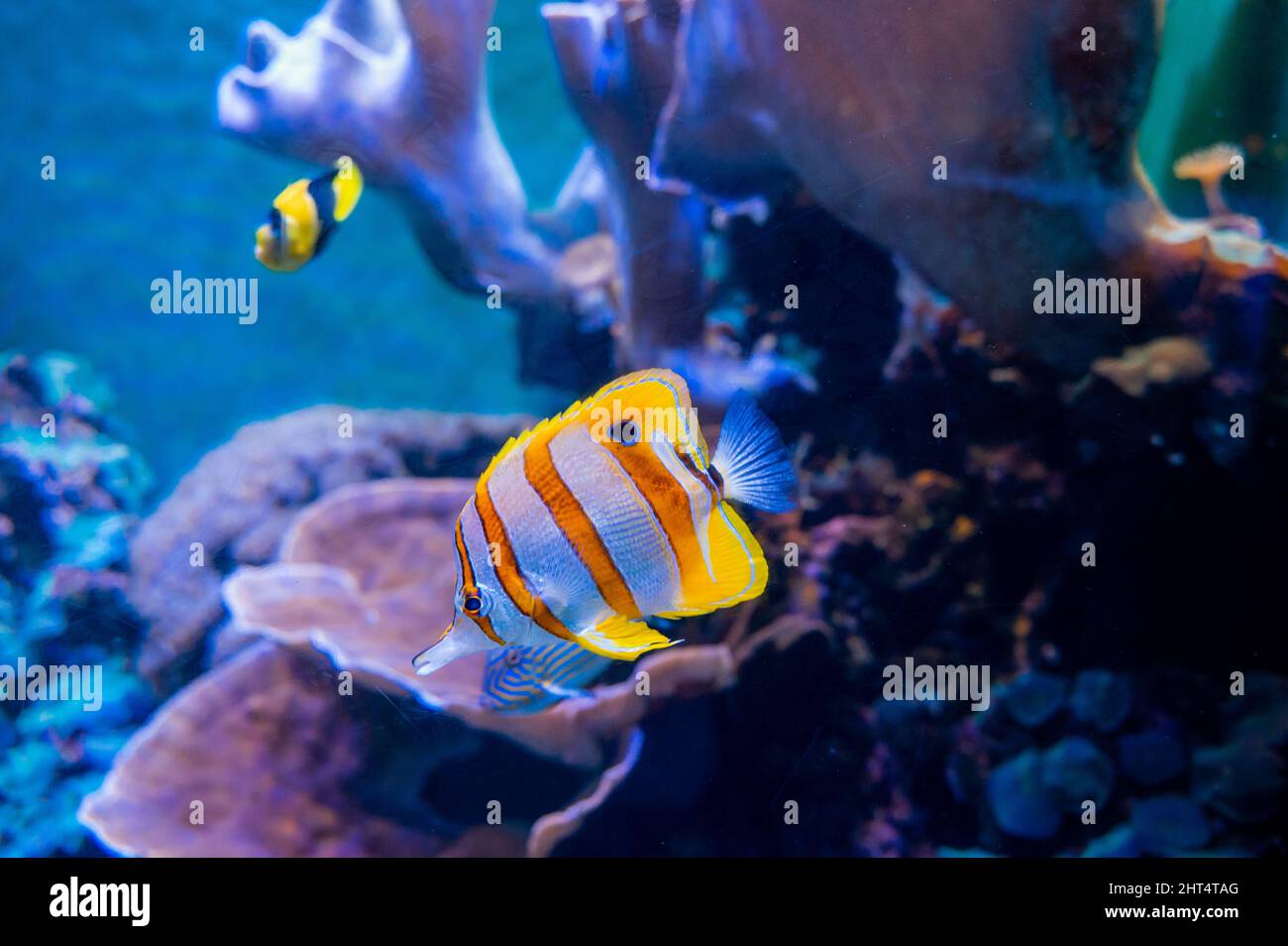 Beautiful Copper Band Butterflyfish swimming in an aquarium in Waikiki ...
