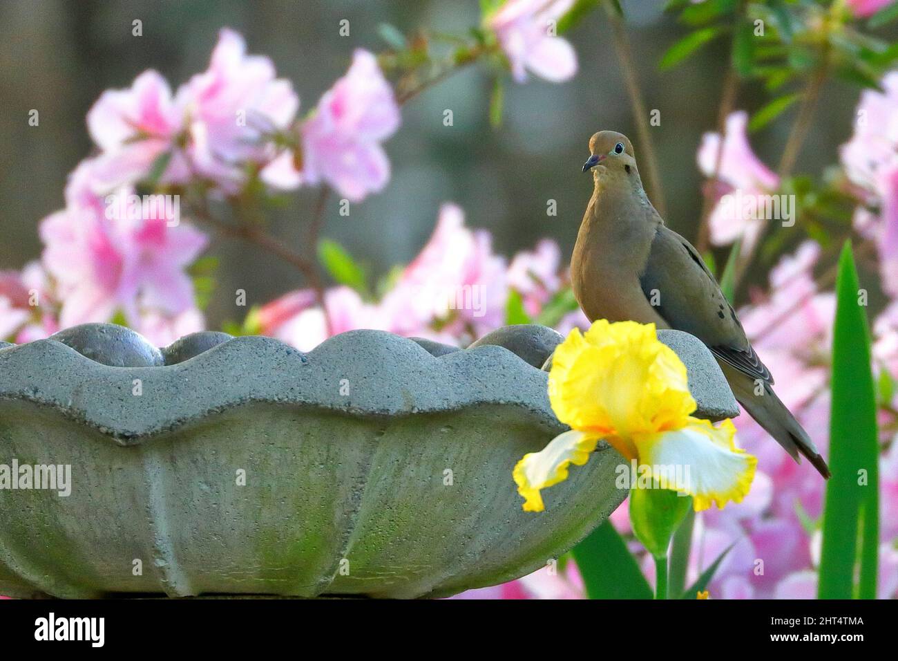 Natural view of pigeon on a concrete surface Stock Photo - Alamy