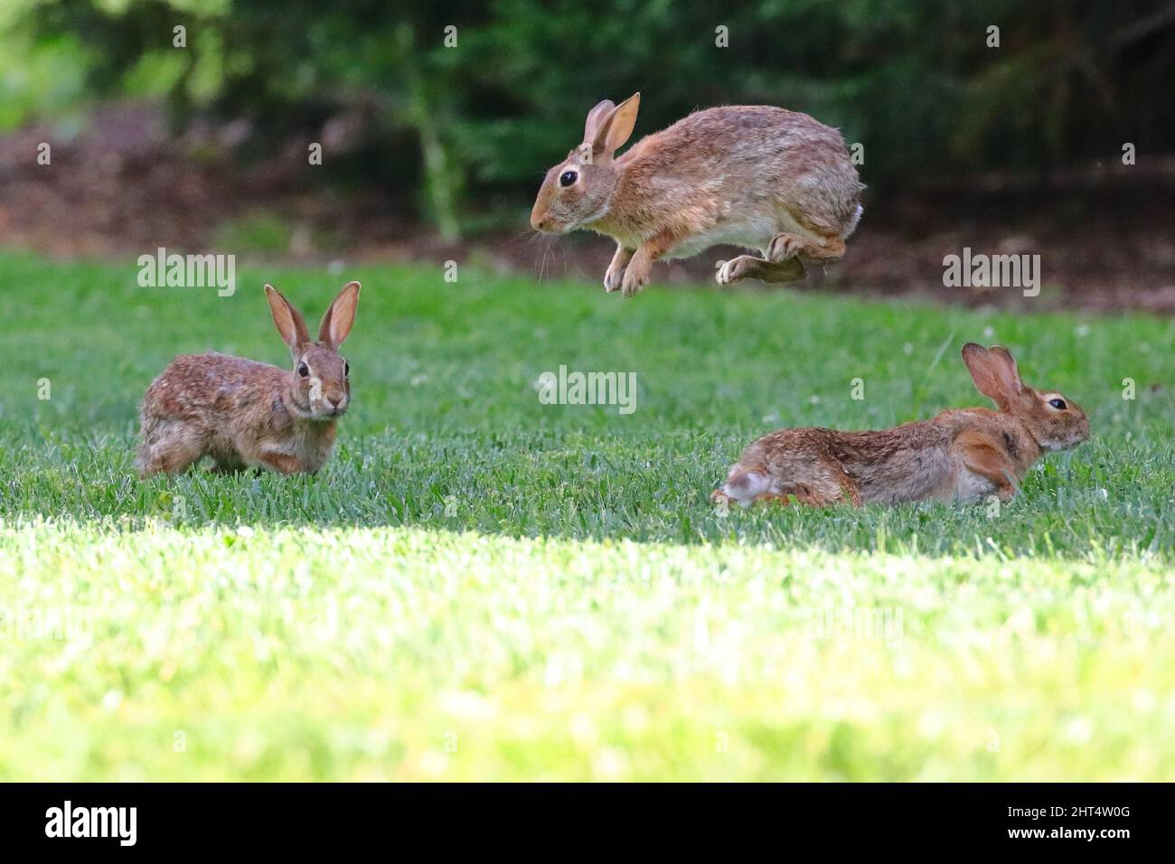Group of wild rabbits playing on the field Stock Photo - Alamy