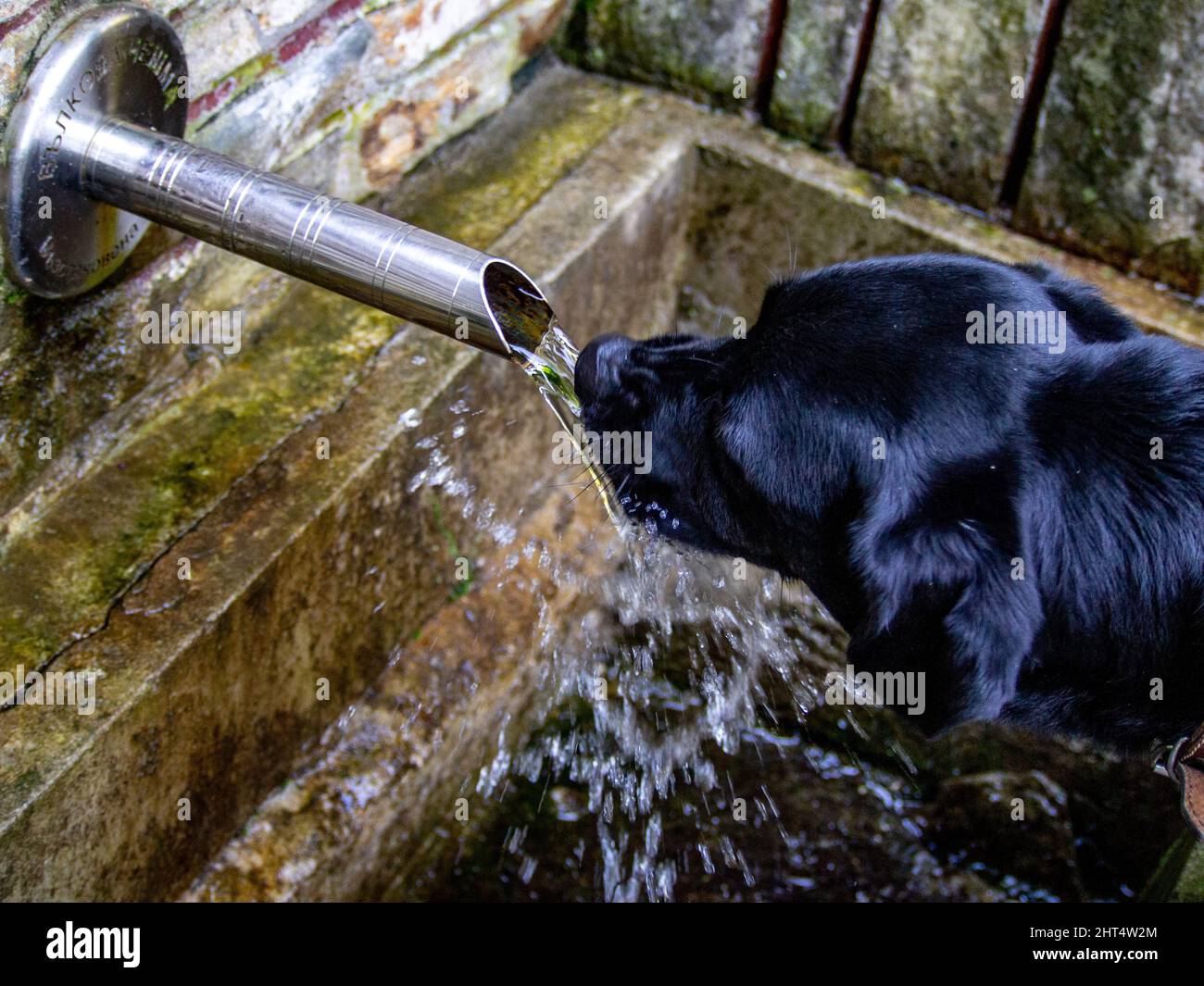 Dog drinking from tap hi-res stock photography and images - Alamy