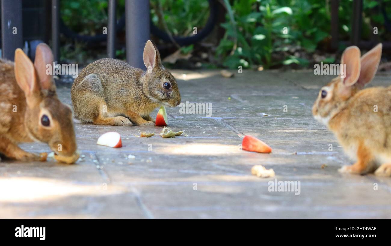 Group of rabbits eating sliced apples on the concrete surface Stock ...