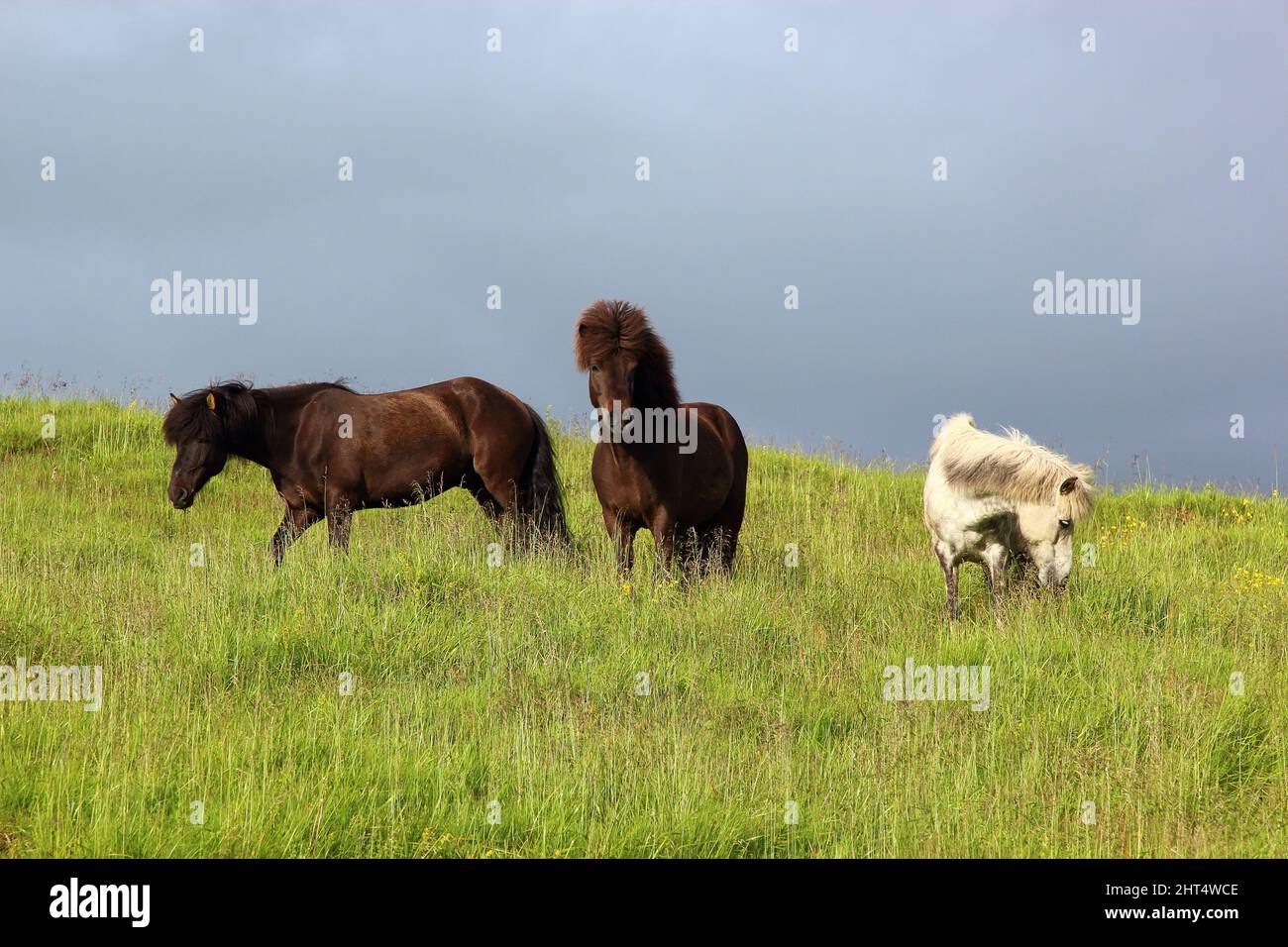 Islandpferd / Icelandic horse / Equus ferus caballus Stock Photo - Alamy