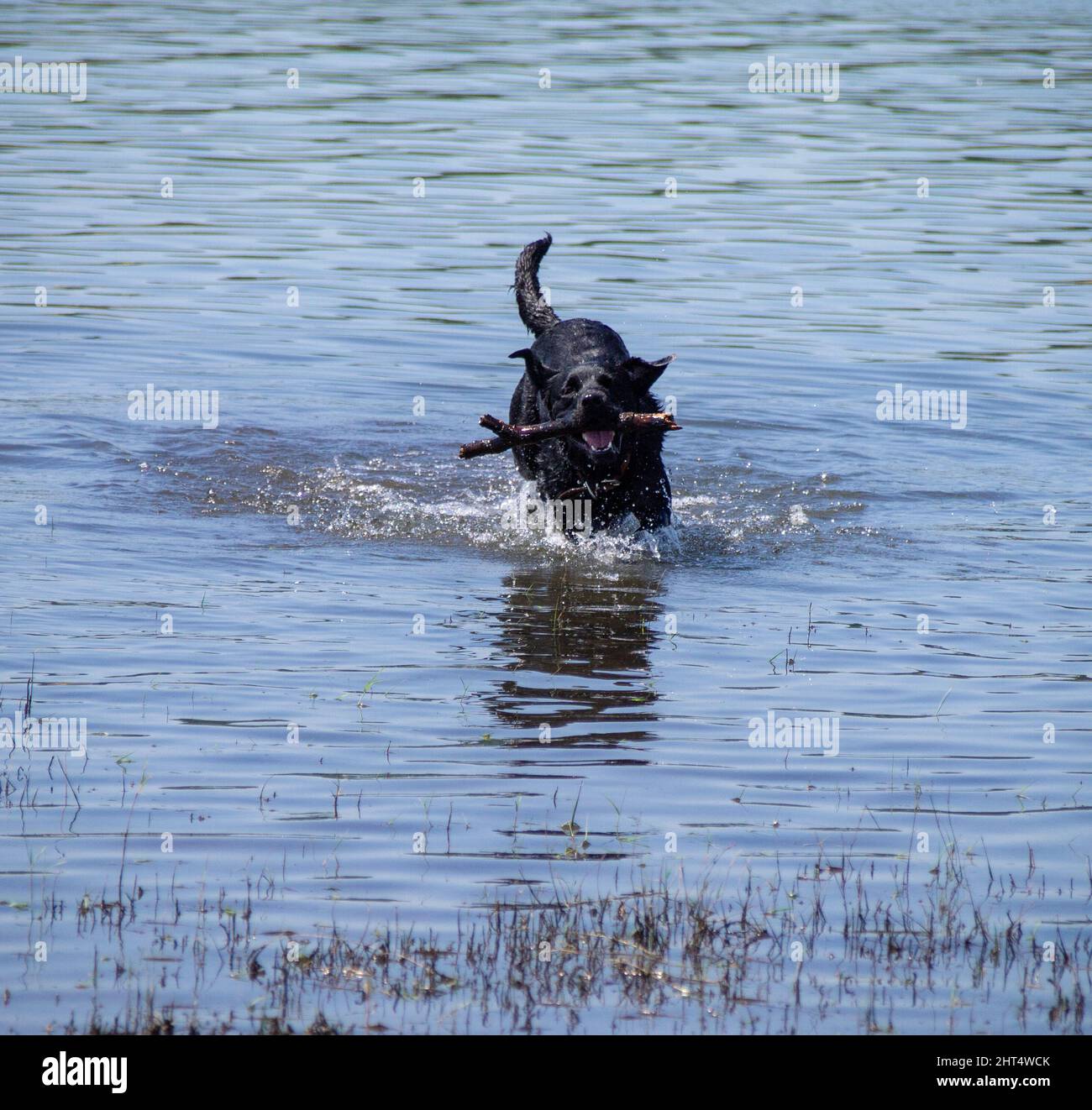 Is A Majorca Shepherd Dog A Good Family Dog