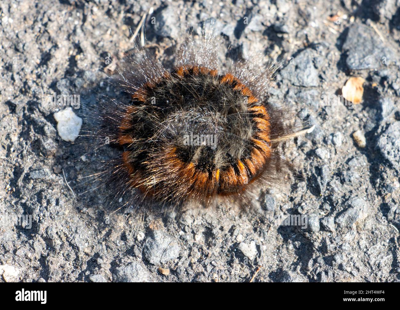 The caterpillar of the fox moth - Macrothylacia rubi is rolled up into ...