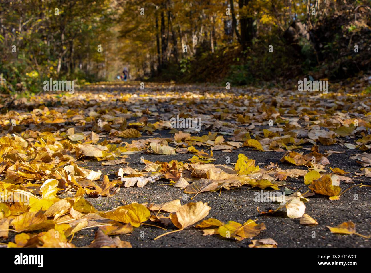 Leaves on path way hi-res stock photography and images - Alamy