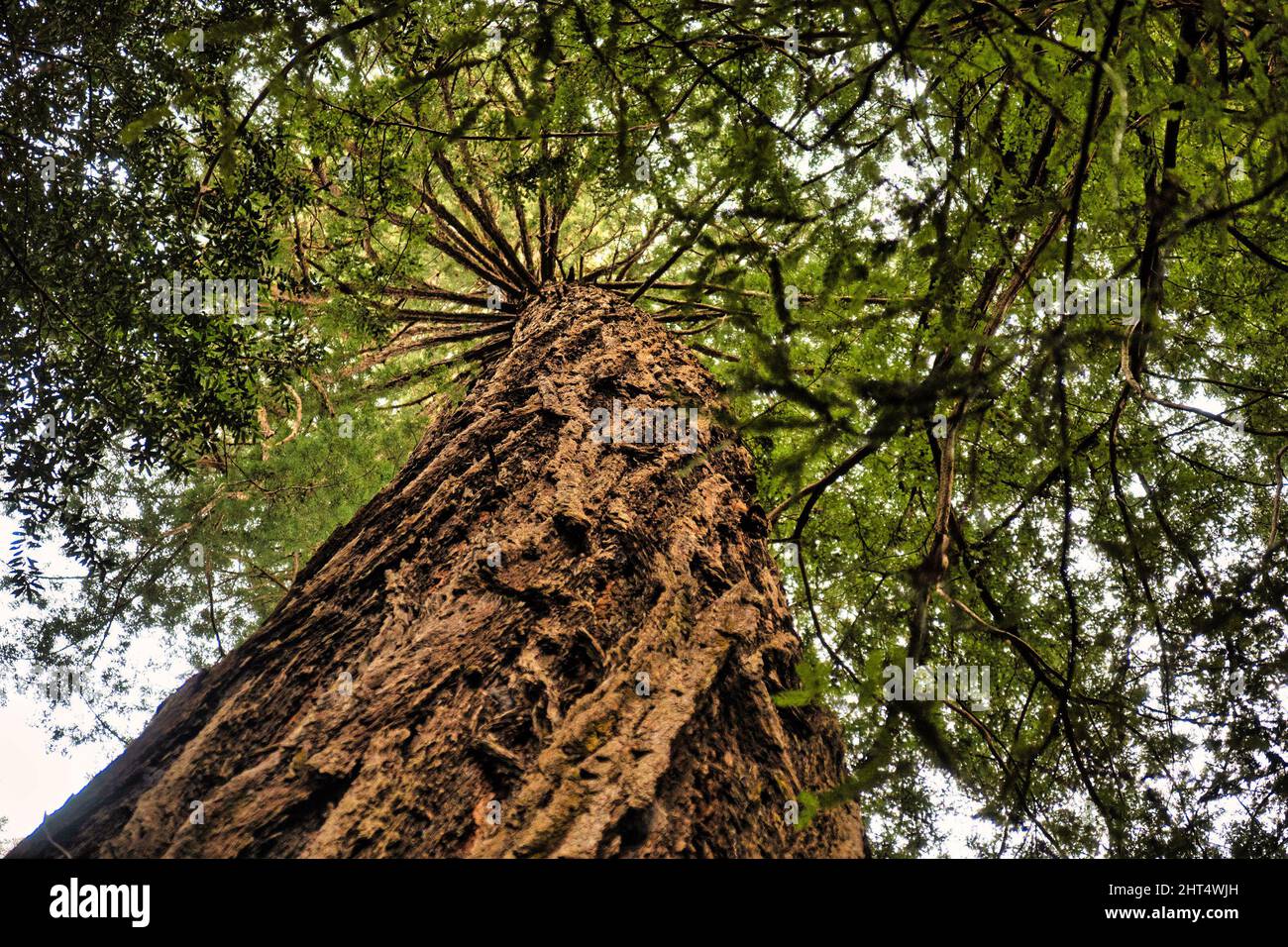 Giant sequoia tree branches hi-res stock photography and images - Alamy