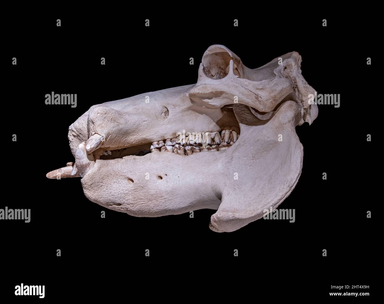 The skull of the hippo - hippopotamus (Hippopotamus amphibius) on a ...