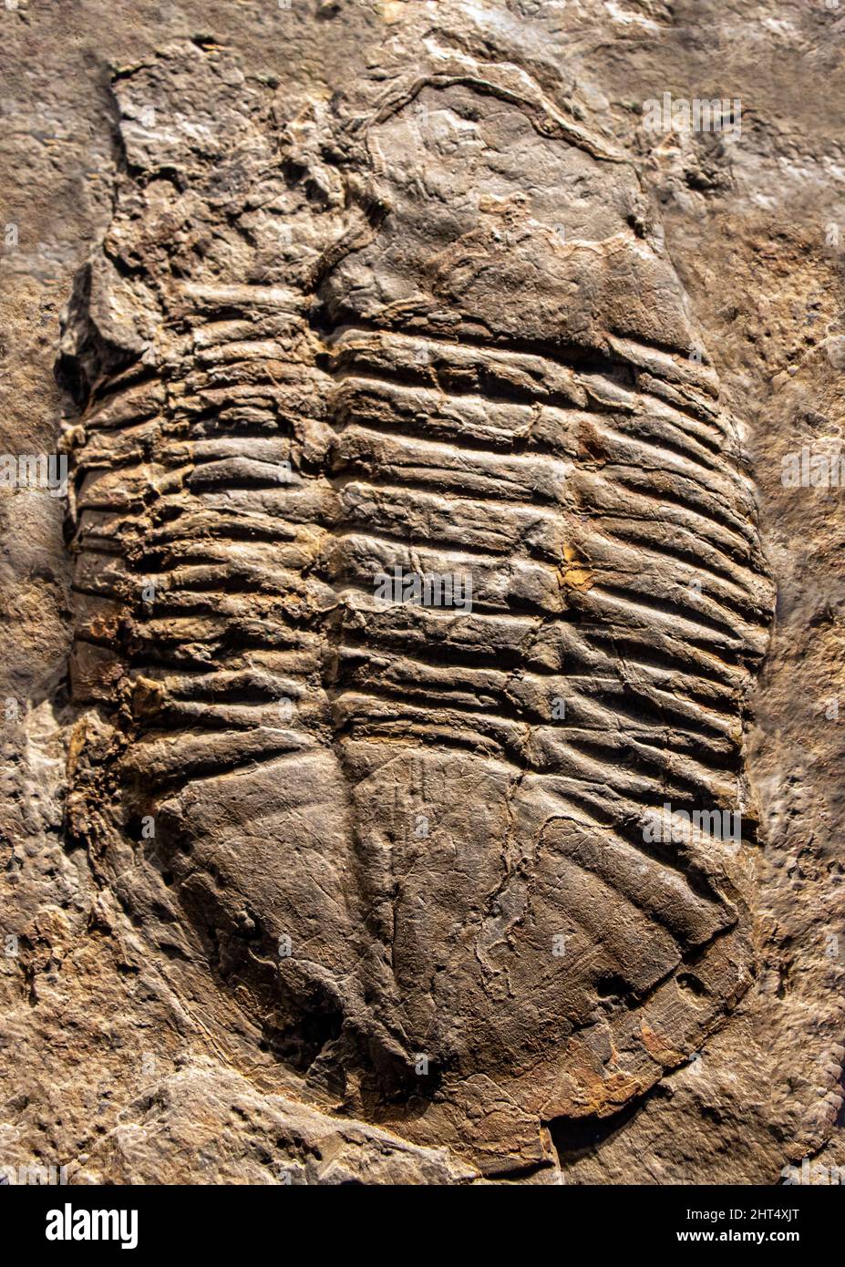 Trilobite shell hi-res stock photography and images - Alamy