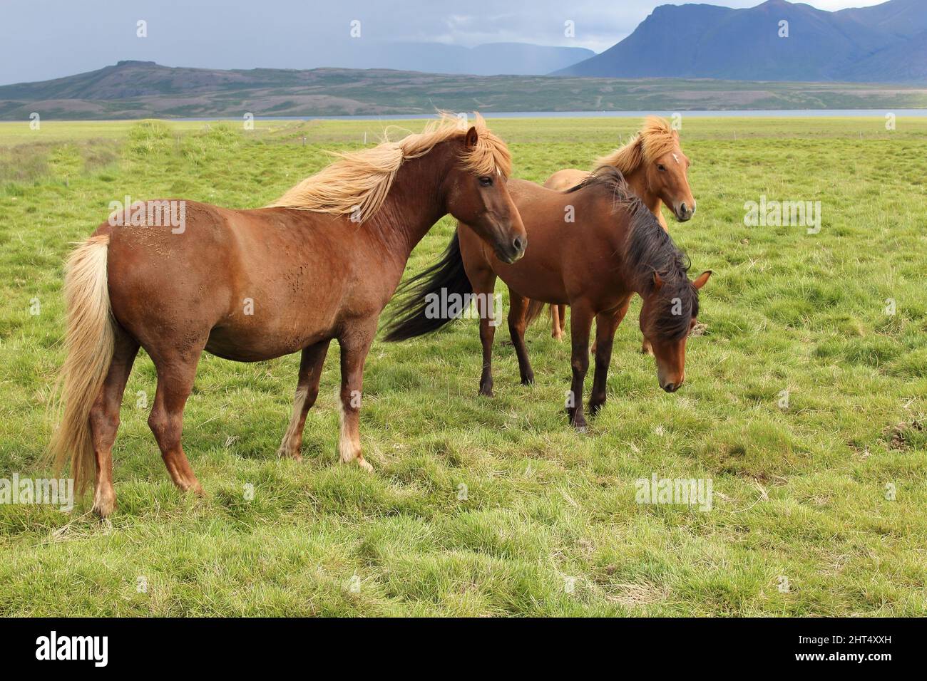 Islandpferd / Icelandic horse / Equus ferus caballus Stock Photo - Alamy