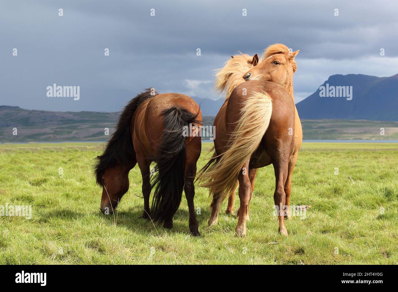 Islandpferd / Icelandic horse / Equus ferus caballus Stock Photo - Alamy
